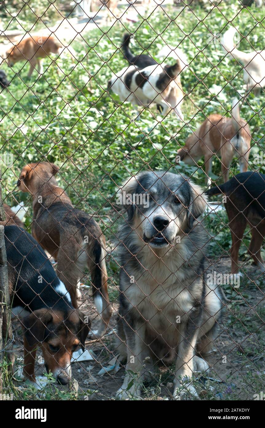 Stray dogs outdoor in animal shelter closeup behind a wire mesh Stock ...