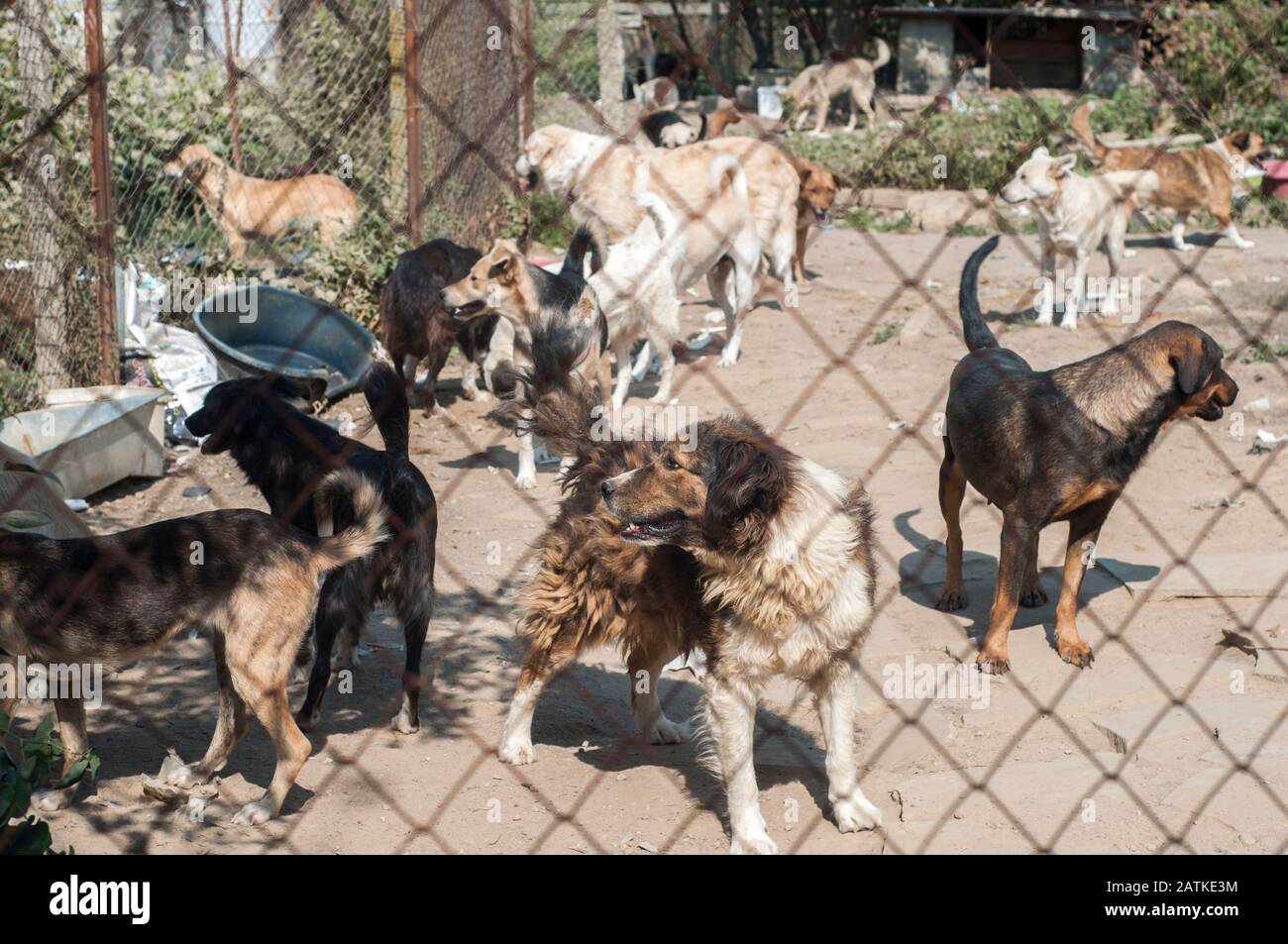 Stray dogs outdoor in animal shelter closeup behind a wire mesh Stock ...