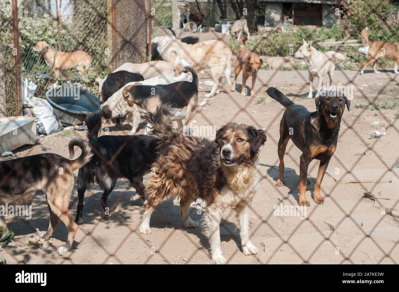 What Does It Mean To Dream Of Stray Dogs