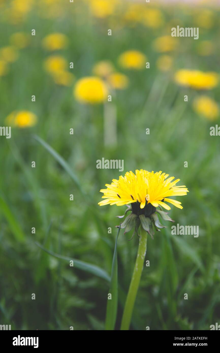 Portrait picture of a close up of a dandelion, side view, with room for ...