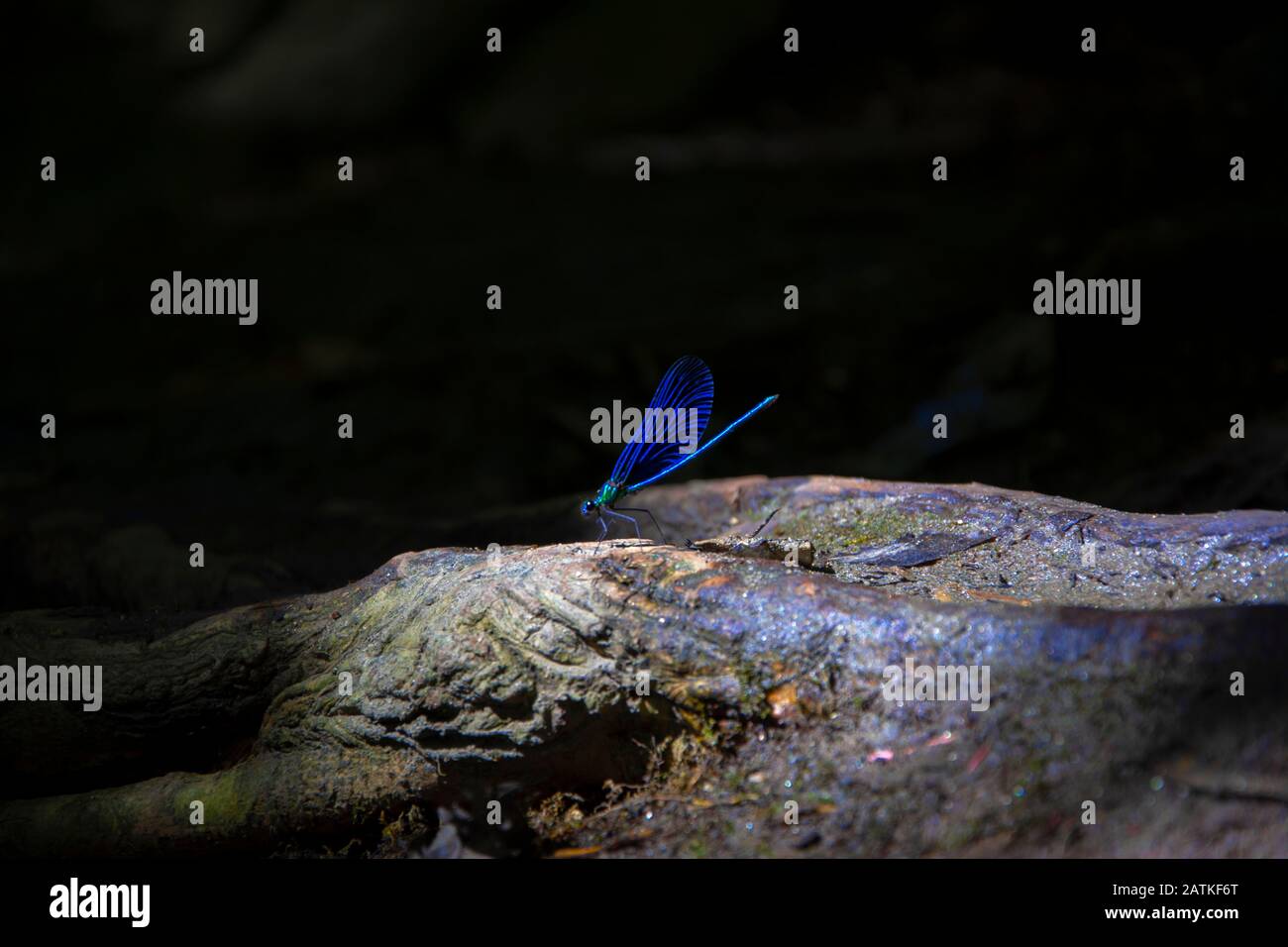 Zygoptera, damselfly, dragonfly. Blue Zygoptera (damselfly, dragonfly ...