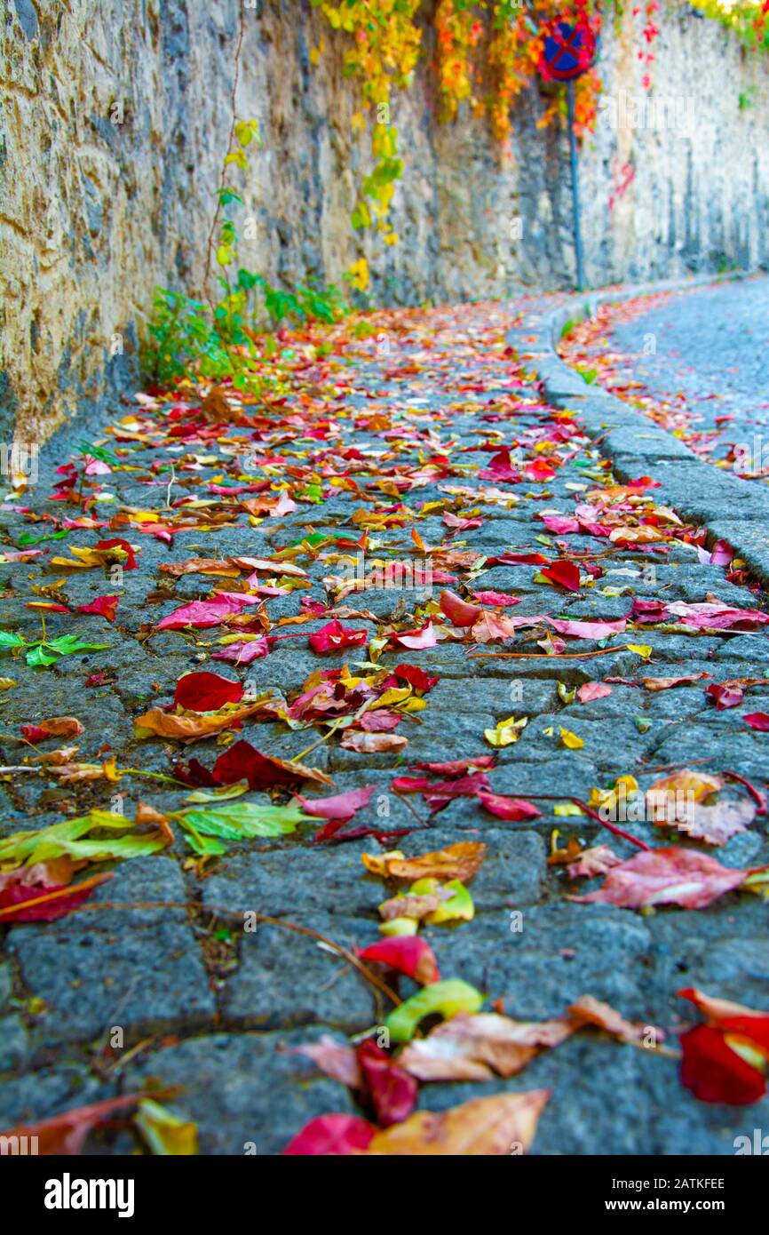 Colorful autumn leaves on sidewalk Stock Photo - Alamy