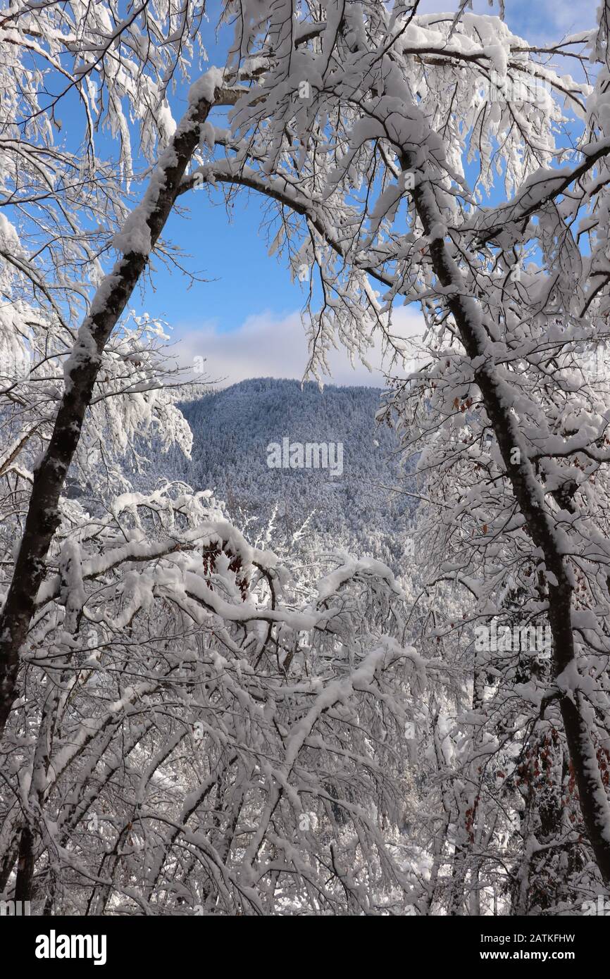 Ice covered beech trees hi-res stock photography and images - Alamy