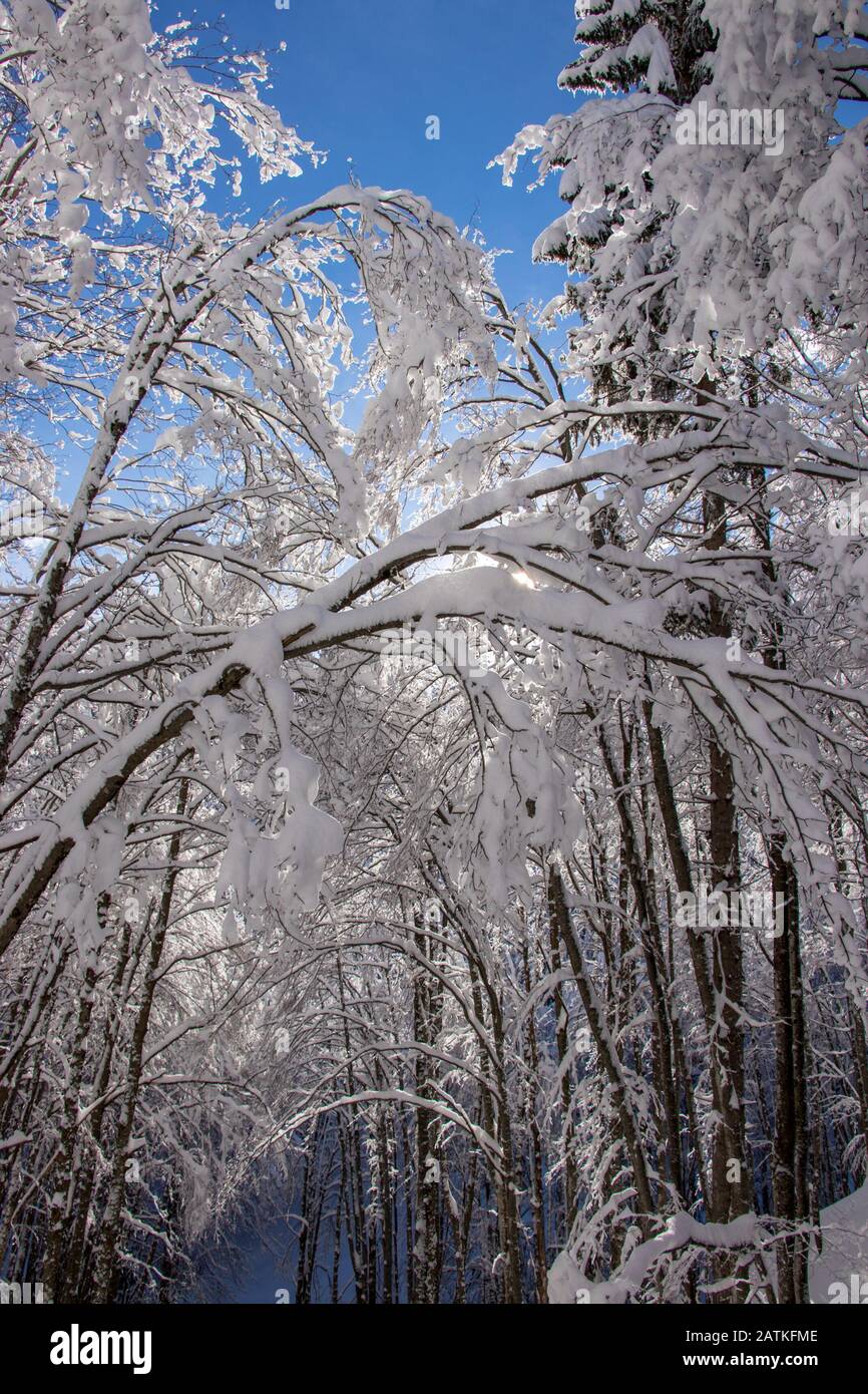 Winter time beech trees hi-res stock photography and images - Alamy