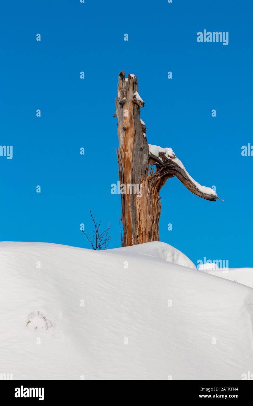 Broken tree covered in snow Stock Photo - Alamy