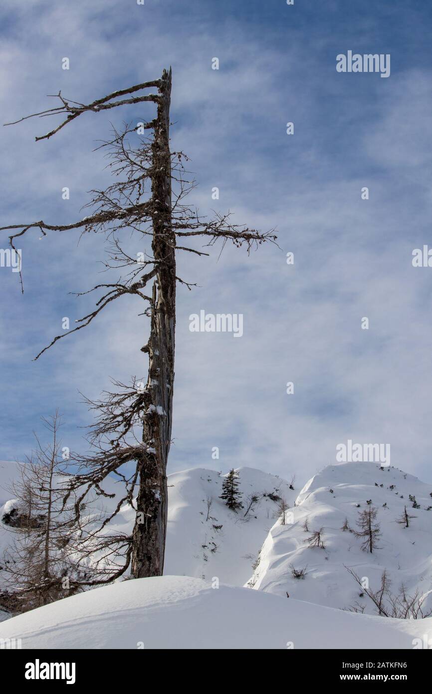 Lonely larch tree in hi-res stock photography and images - Alamy