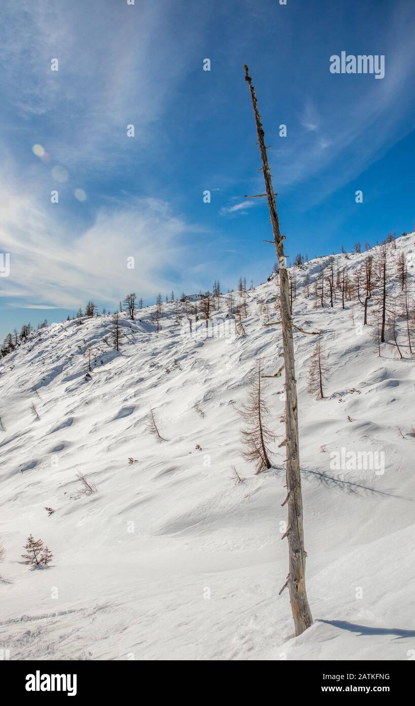 Dead tree in high mountains covered in snow Stock Photo - Alamy
