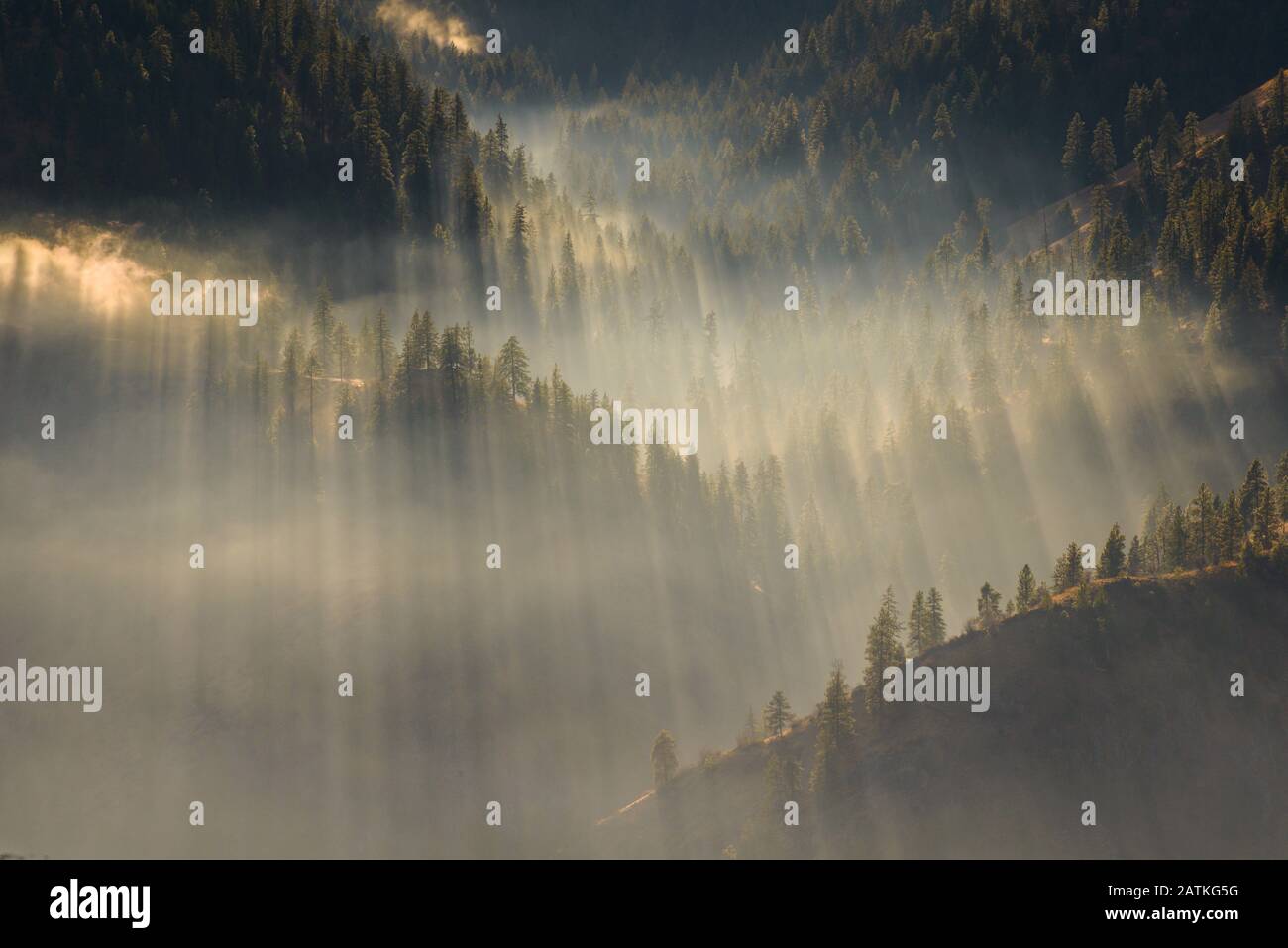 Sun Rays Filtering Through The Trees Magnificent Light Stock Photo - Alamy