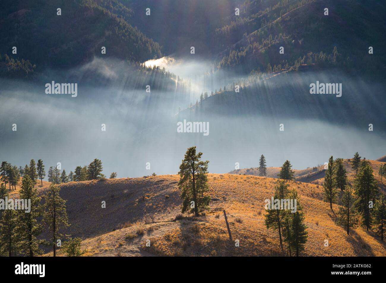 Magnificent Backlit Trees In The Mountains Stock Photo - Alamy