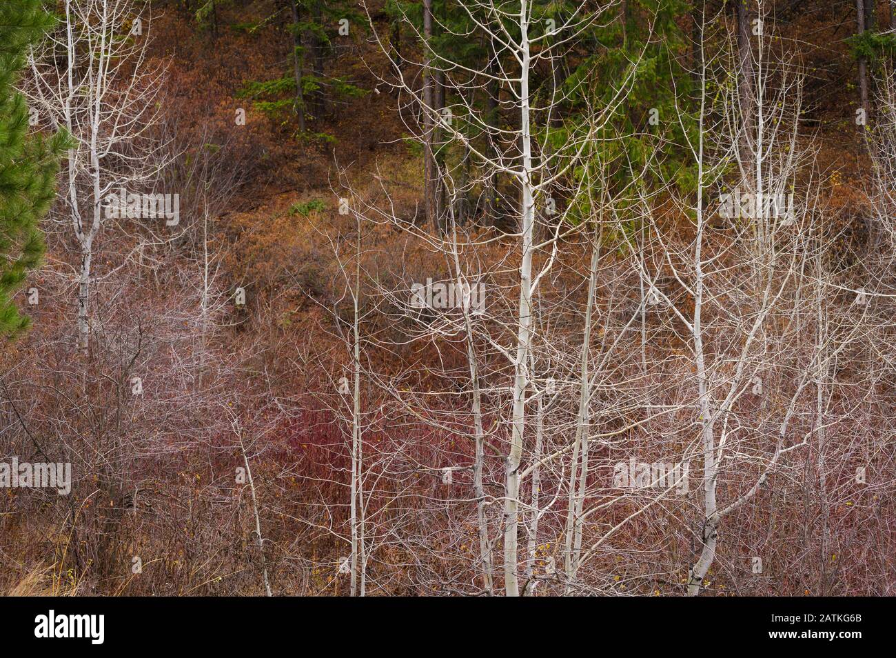 Skinny White Bark Trees Without Leaves Stock Photo - Alamy