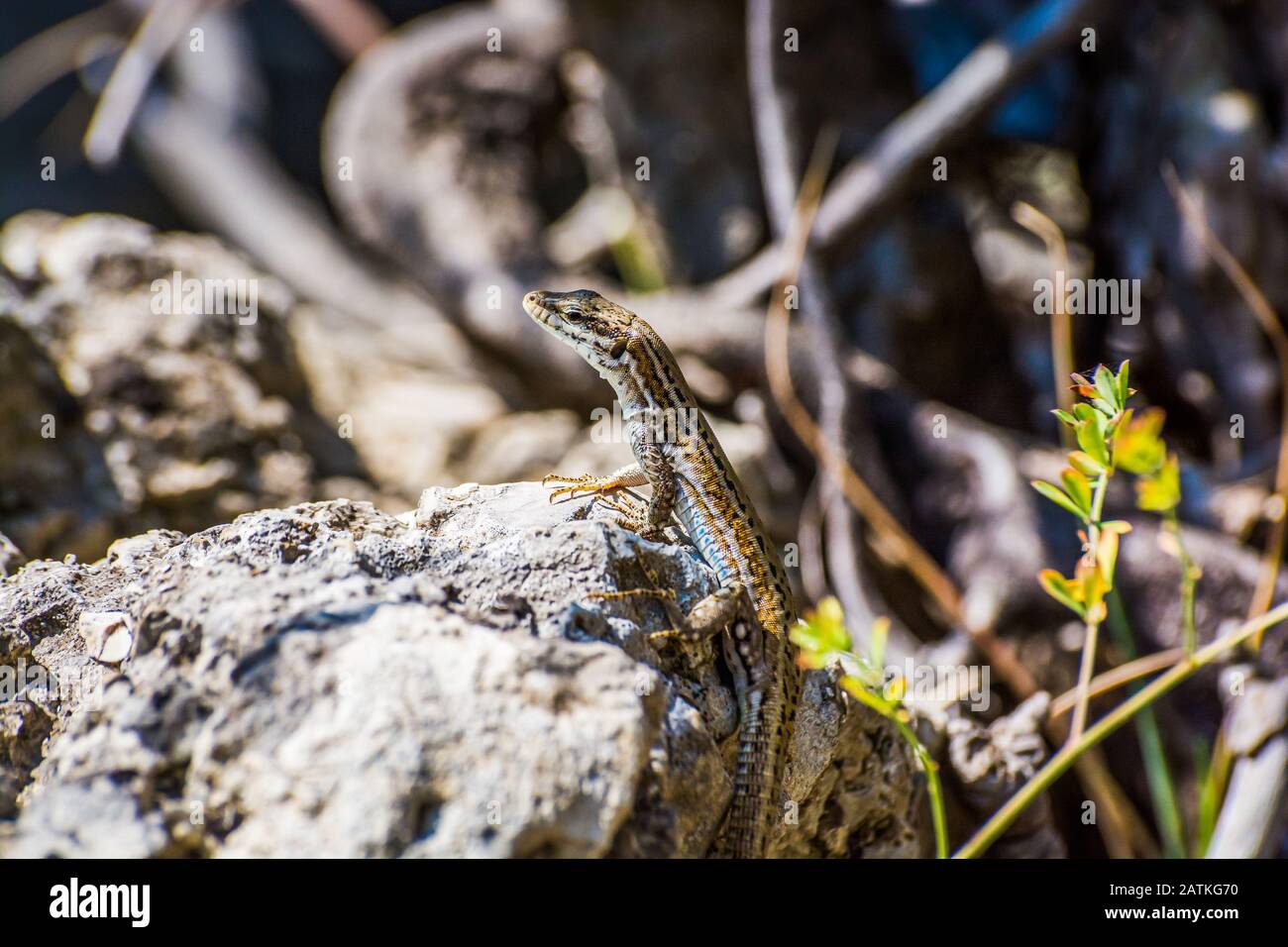 Lizard sun bathing on stone in Albania Stock Photo - Alamy