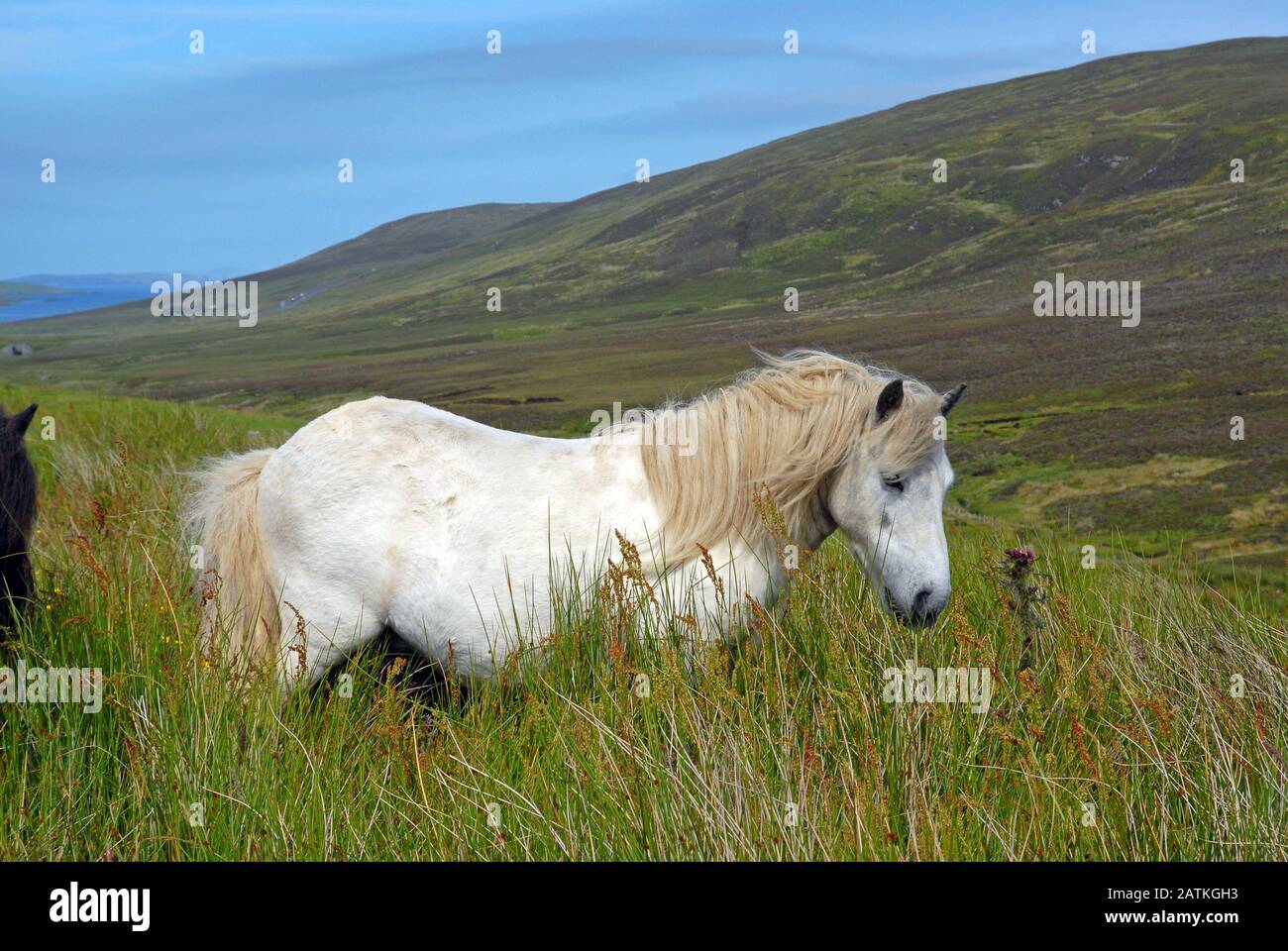Shetland pony scotland wild hi-res stock photography and images - Alamy
