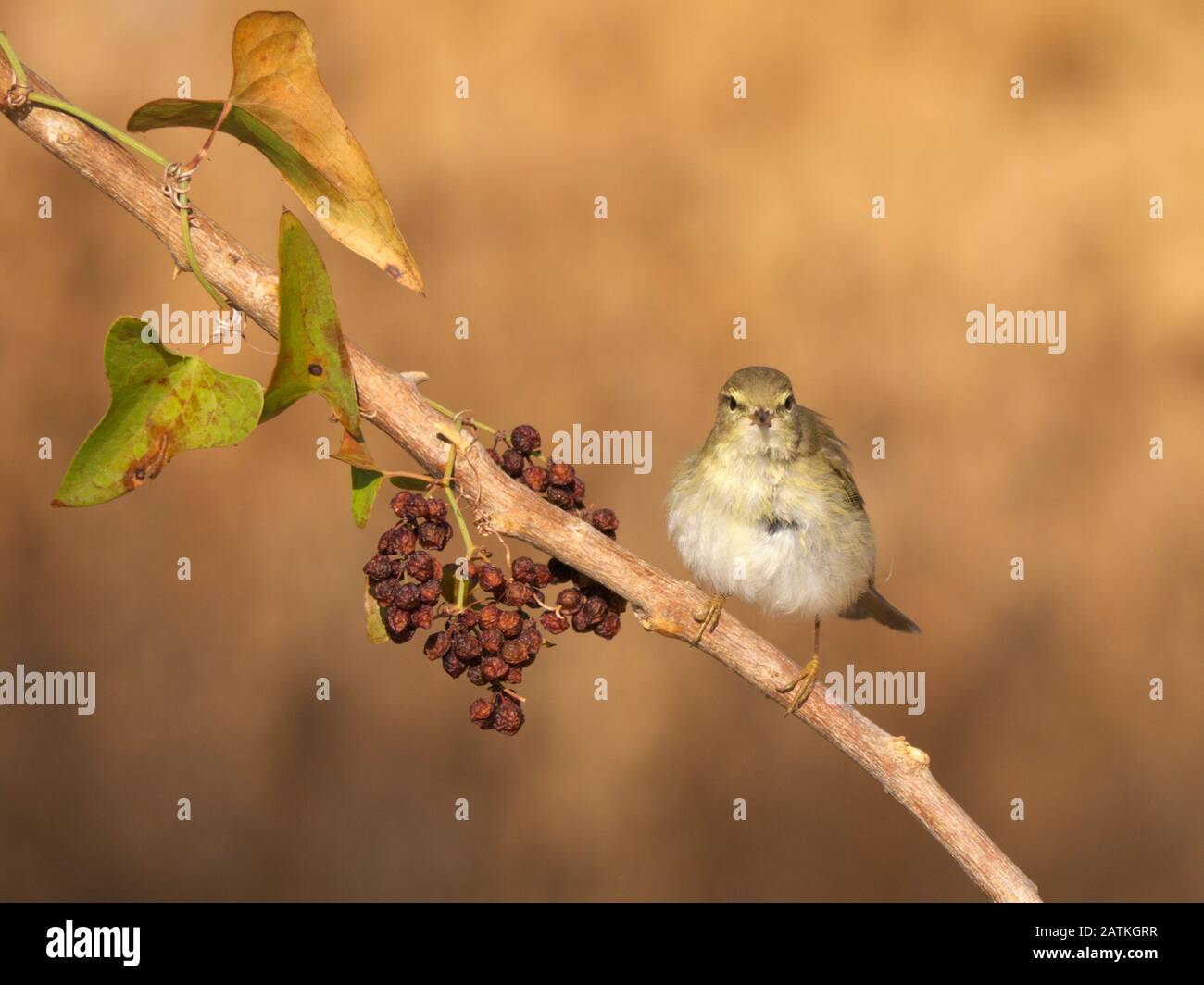 Melodious warbler - Felosa poliglota - Hippolais polyglotta Stock Photo ...