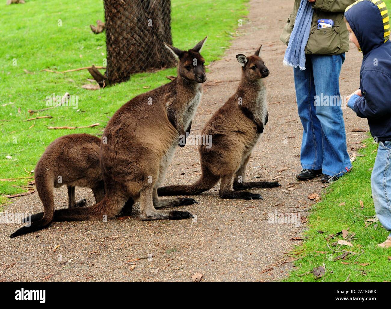 Three Kangaroos Fed By A Little Boy In SA Australia Stock Photo - Alamy
