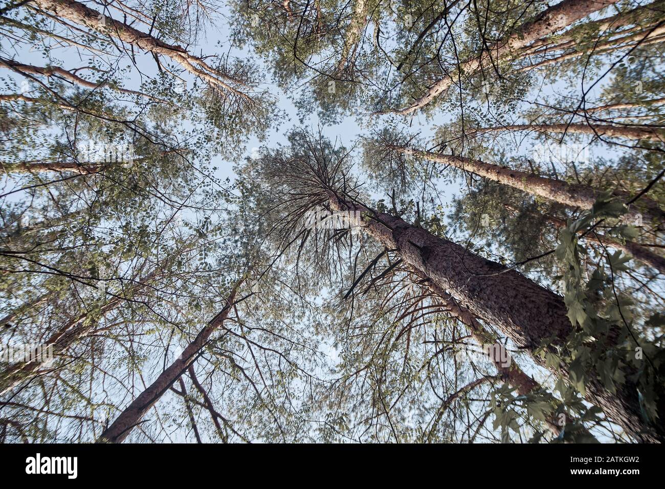 crowns of radioactive trees in the city of Pripyat, Chernobyl, Ukraine ...