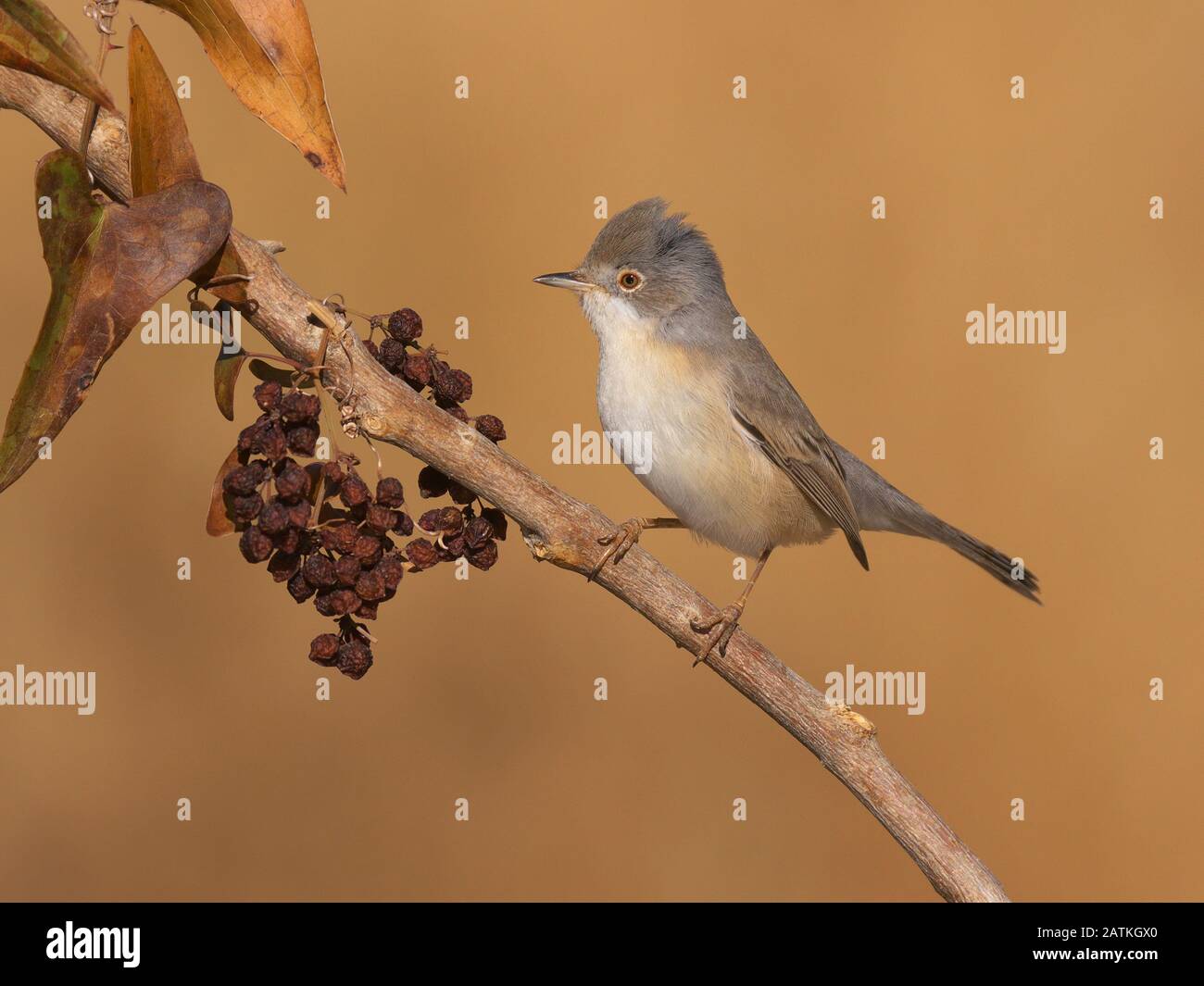 Melodious warbler - Felosa poliglota - Hippolais polyglotta Stock Photo ...
