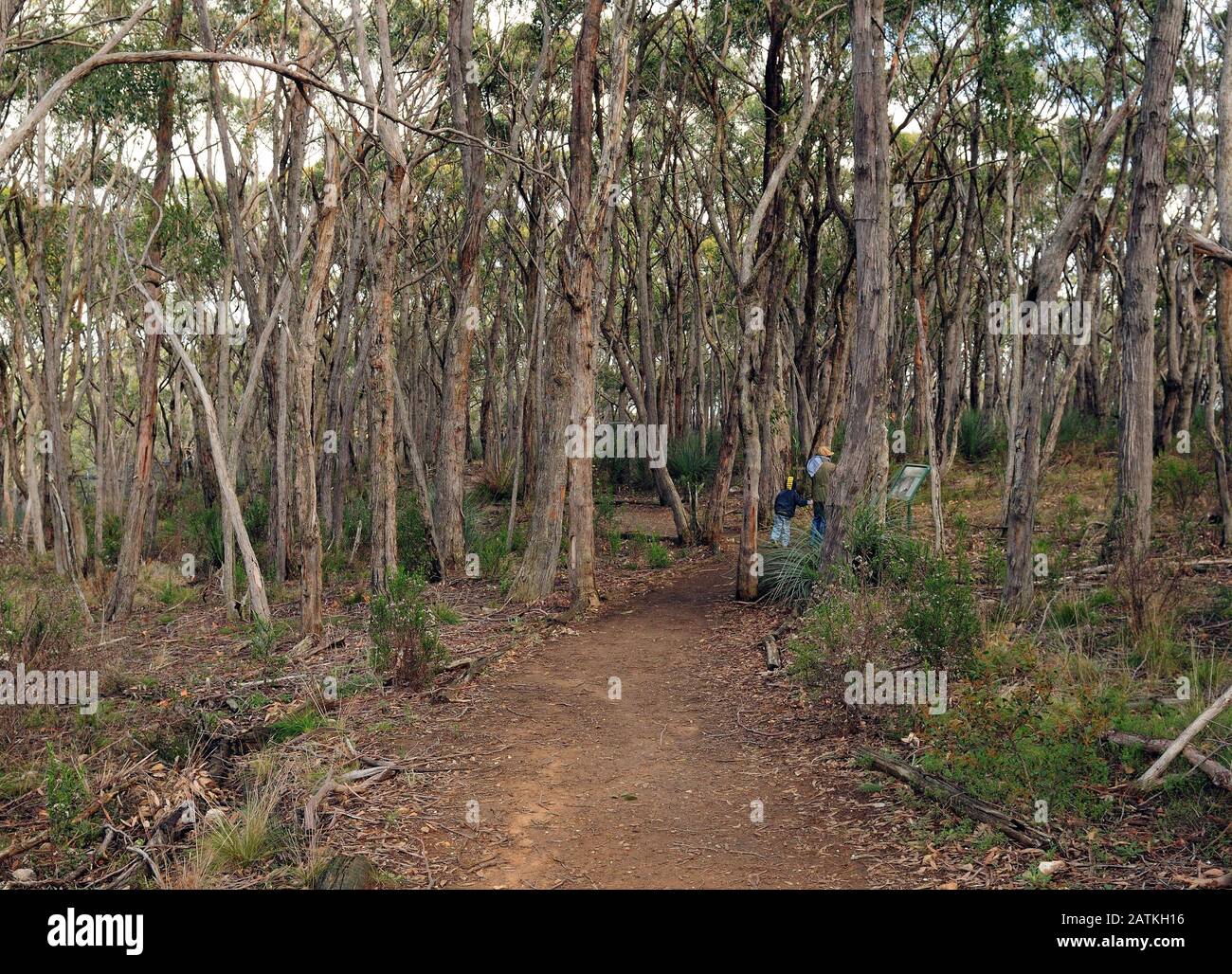 People Trailing Knobby Eucalyptus Tree Forest SA Australia Stock Photo ...