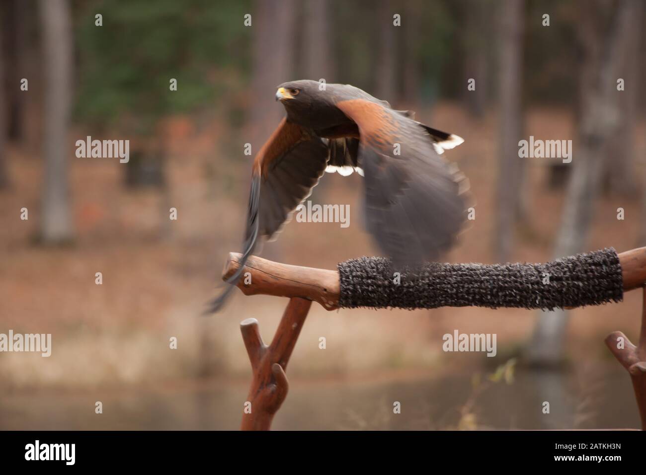Shadow hawk hi-res stock photography and images - Alamy