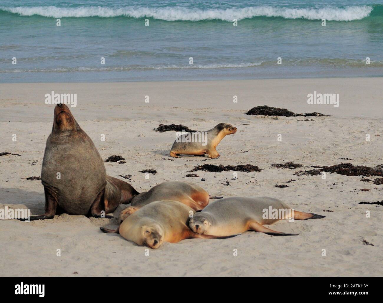 Seals Howling Crawling And Sleeping At Seal Bay Kangaroo Island SA ...