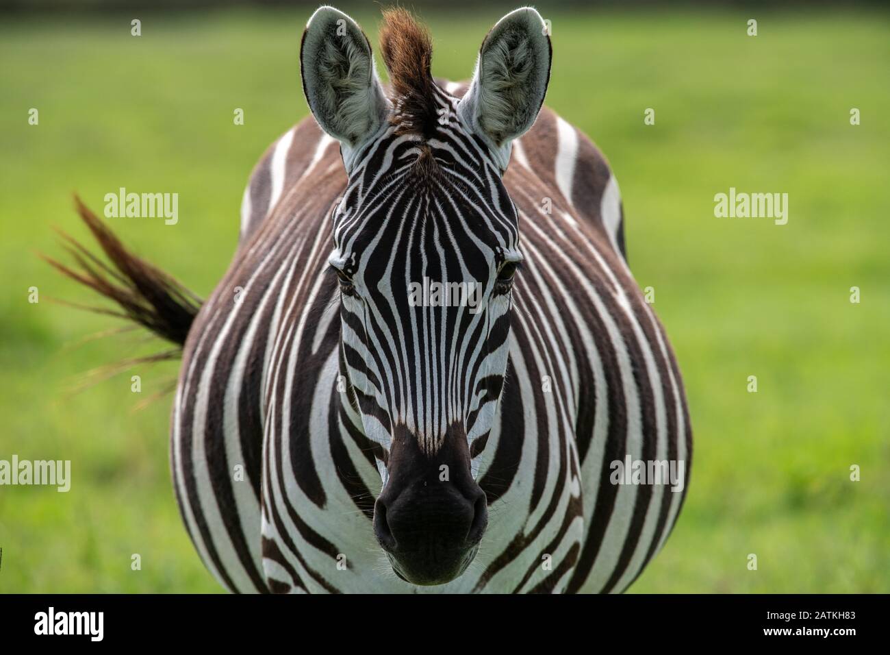 Zebra symmetry hi-res stock photography and images - Alamy