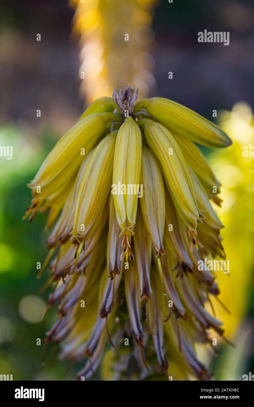 Aloe vera, beautiful closeup of yellow flower macro. Malta Stock Photo ...