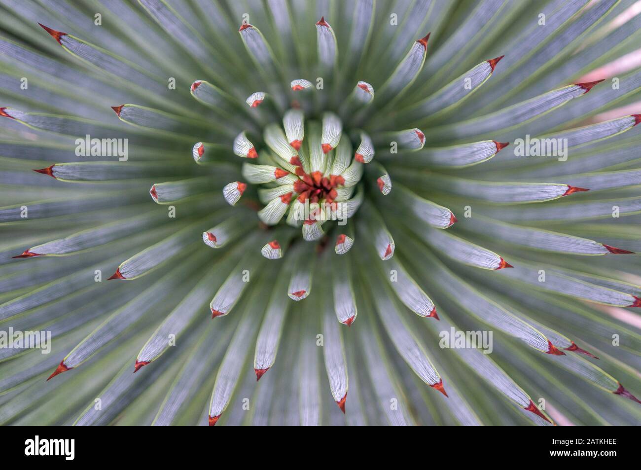 Agave rosette hi-res stock photography and images - Alamy