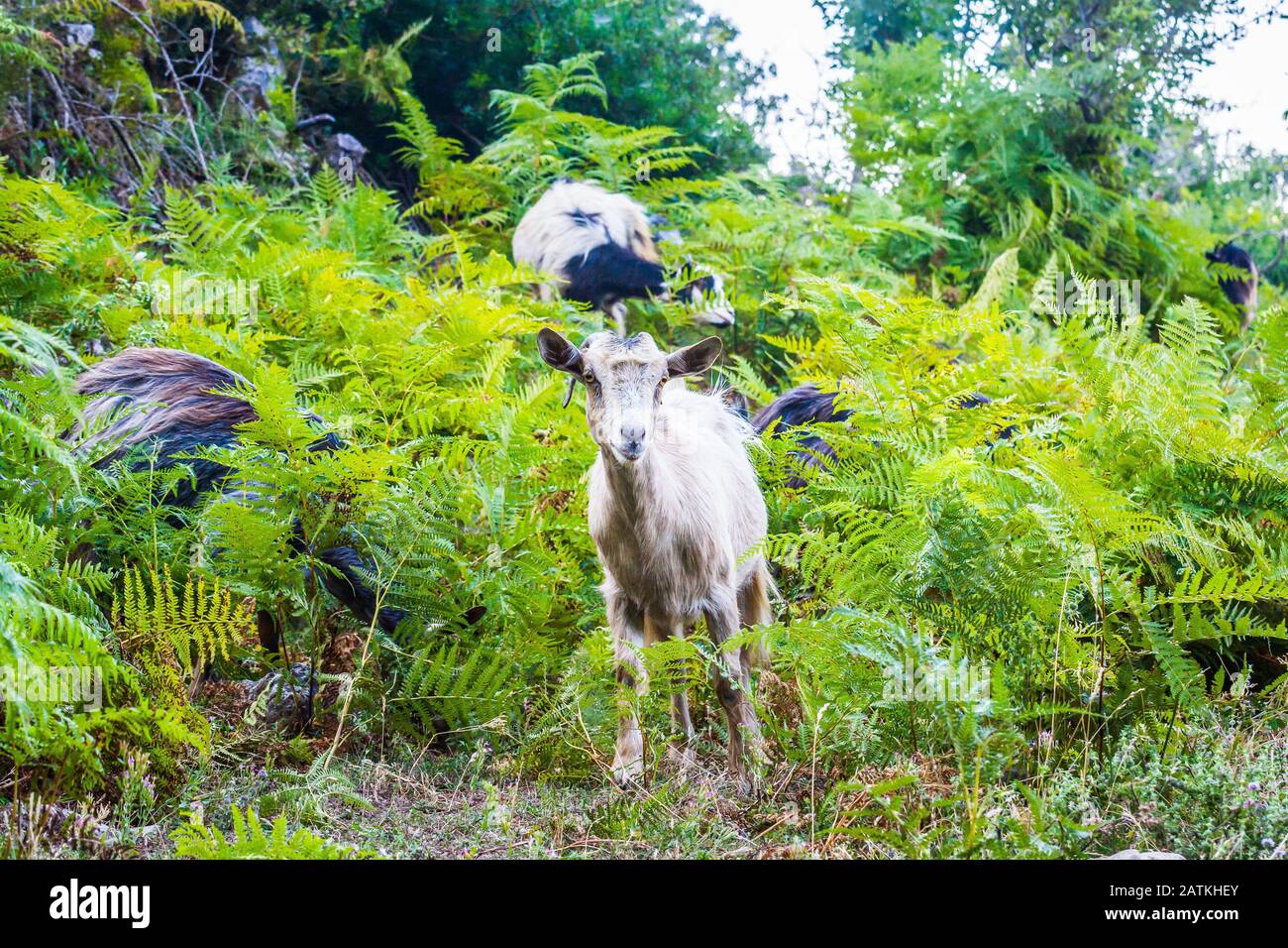 Bush goat hi-res stock photography and images - Alamy