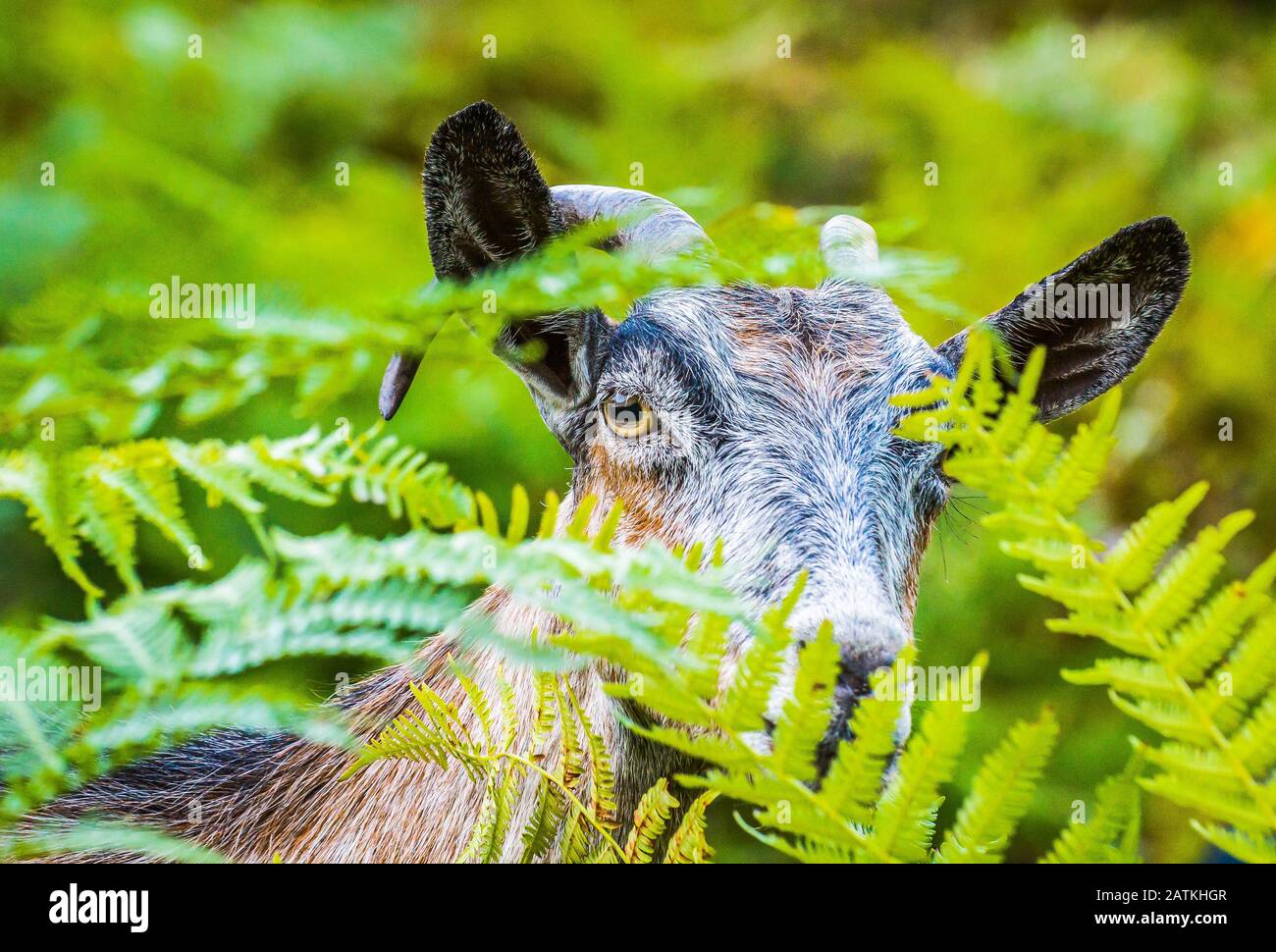 Bush goat hi-res stock photography and images - Alamy