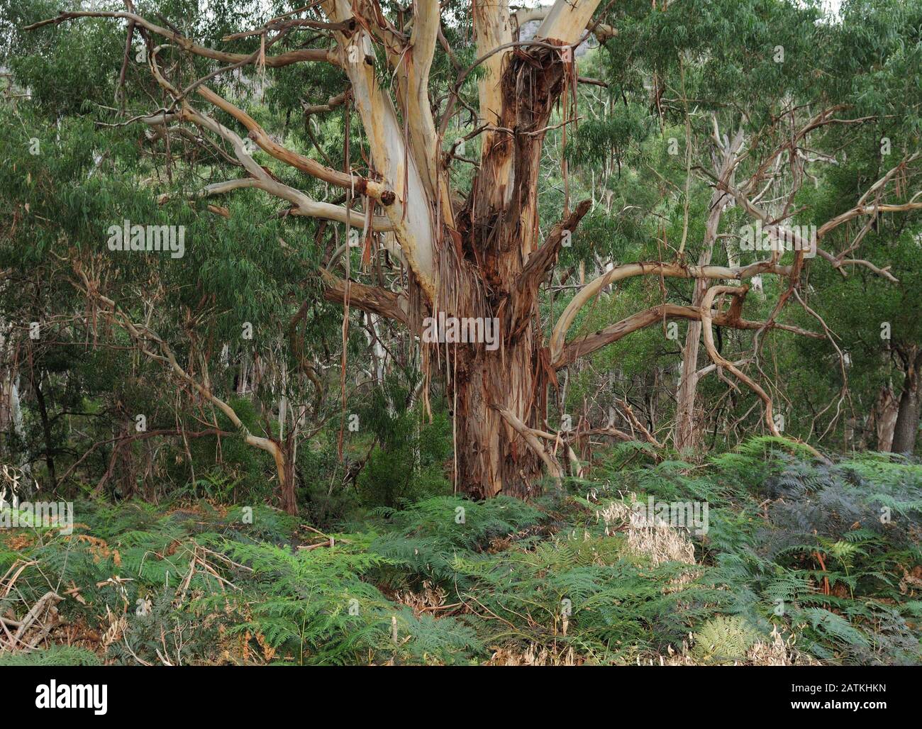 Fyans creek loop hi-res stock photography and images - Alamy