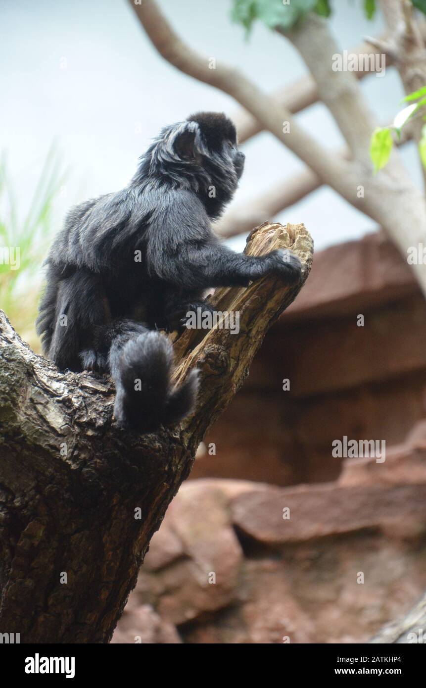 Titi Goeldi (Callimico goeldii Stock Photo - Alamy