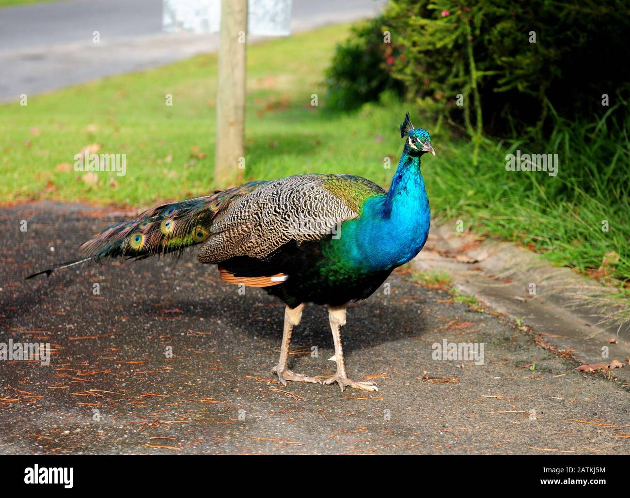 Beautiful Peacock Swaggering At Lake Hume NSW Australia Stock Photo - Alamy