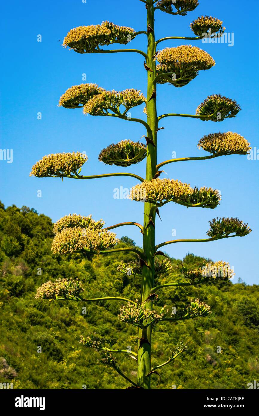 Maguey flower hi-res stock photography and images - Alamy