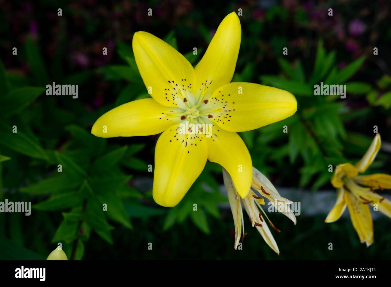 Yellow lily close-up. Summer floral background for design Stock Photo ...