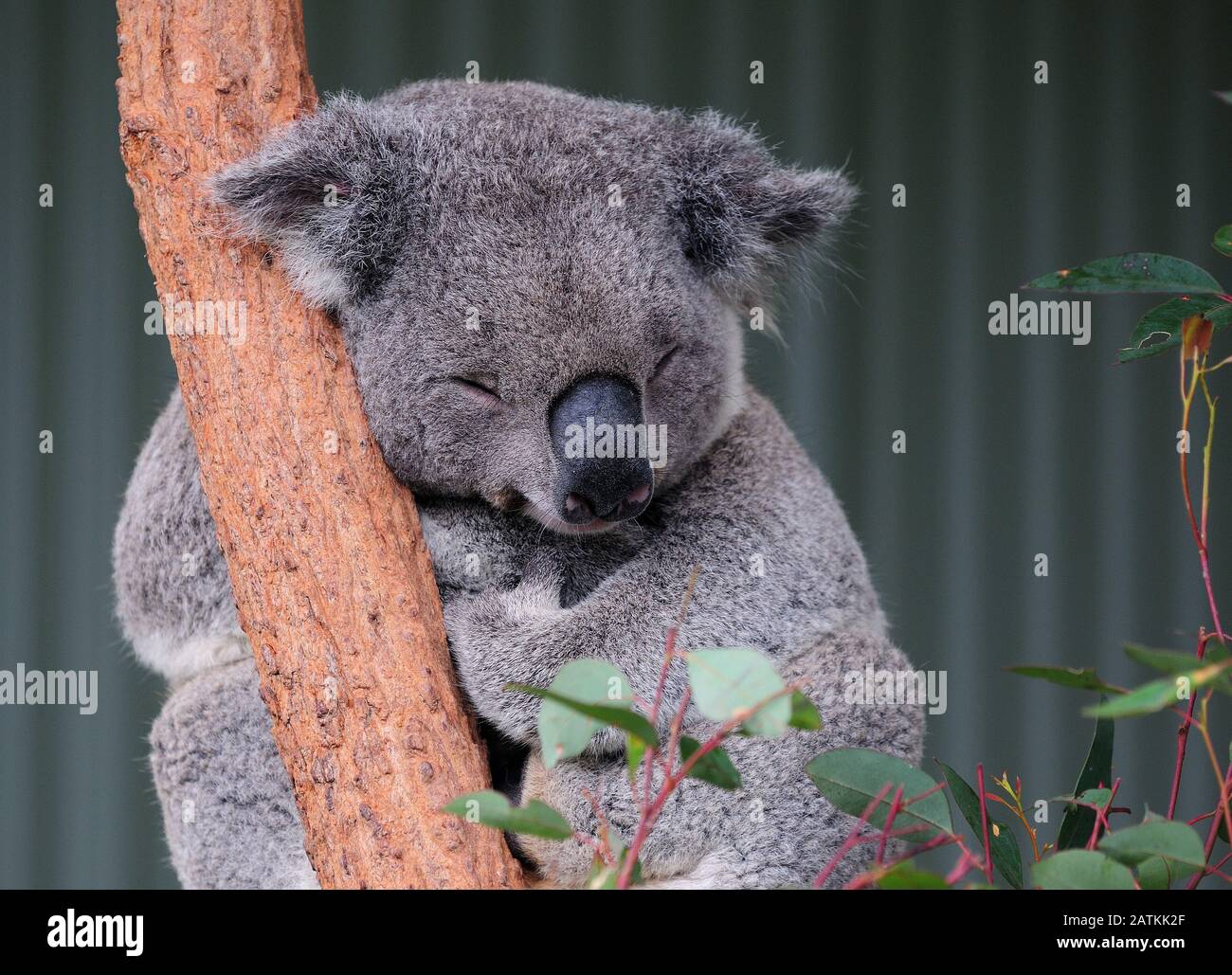 Koala Bear Sleeping