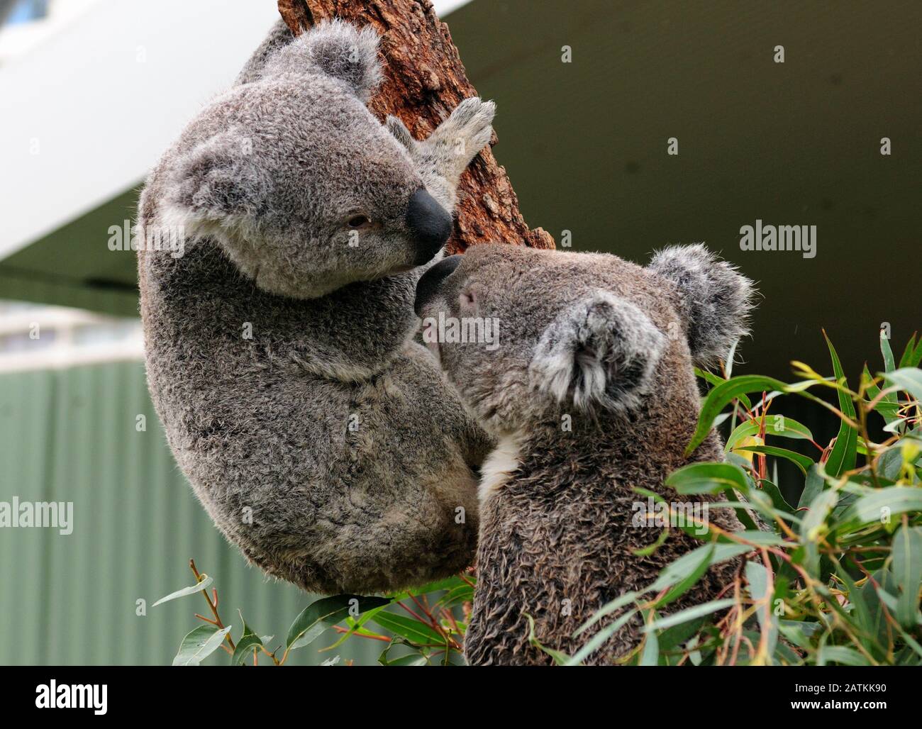 Two Koala Bears Climbing In A Tree And Getting In Touch With Each Other ...