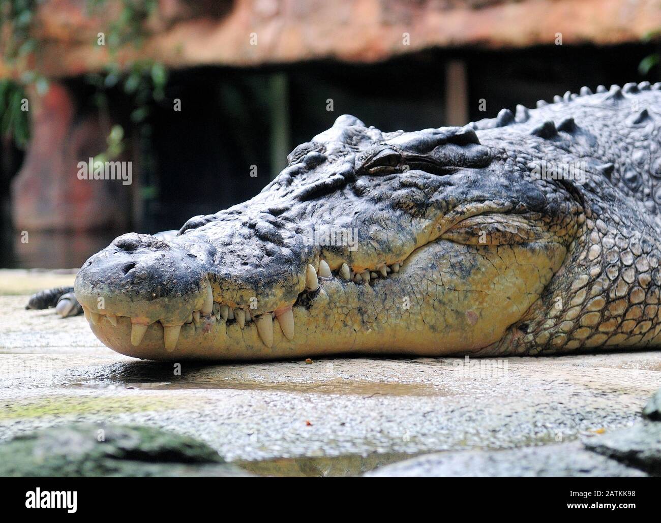 Australian saltwater crocodile hi-res stock photography and images - Alamy