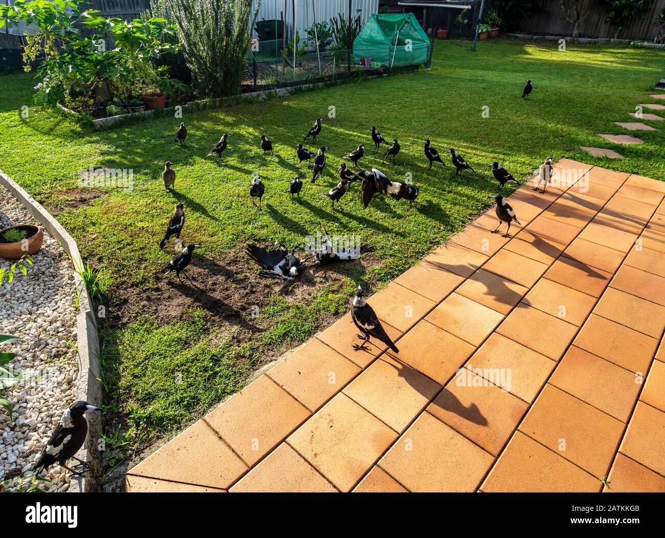 Australian magpies feeding hi-res stock photography and images - Alamy
