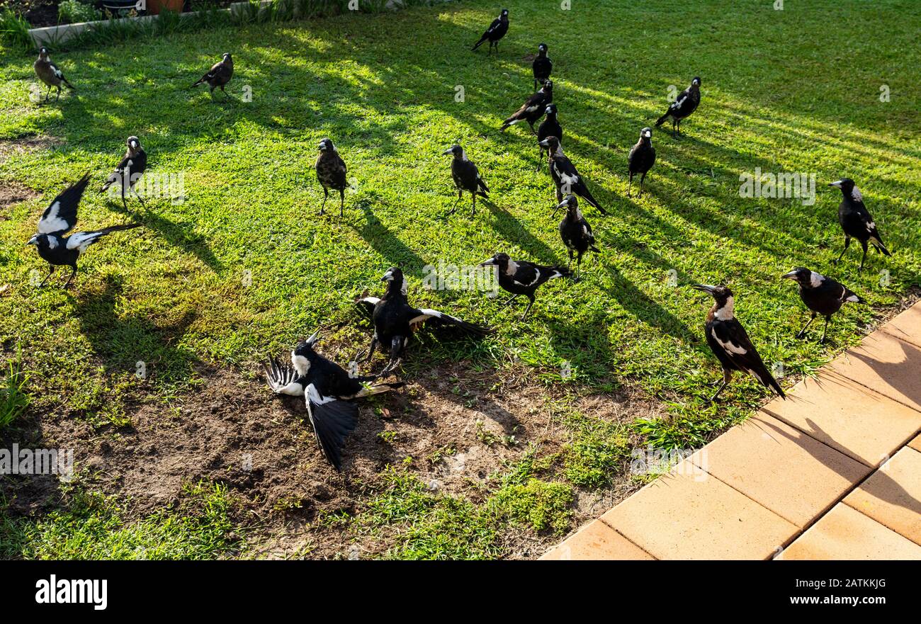 Australian magpies feeding hi-res stock photography and images - Alamy
