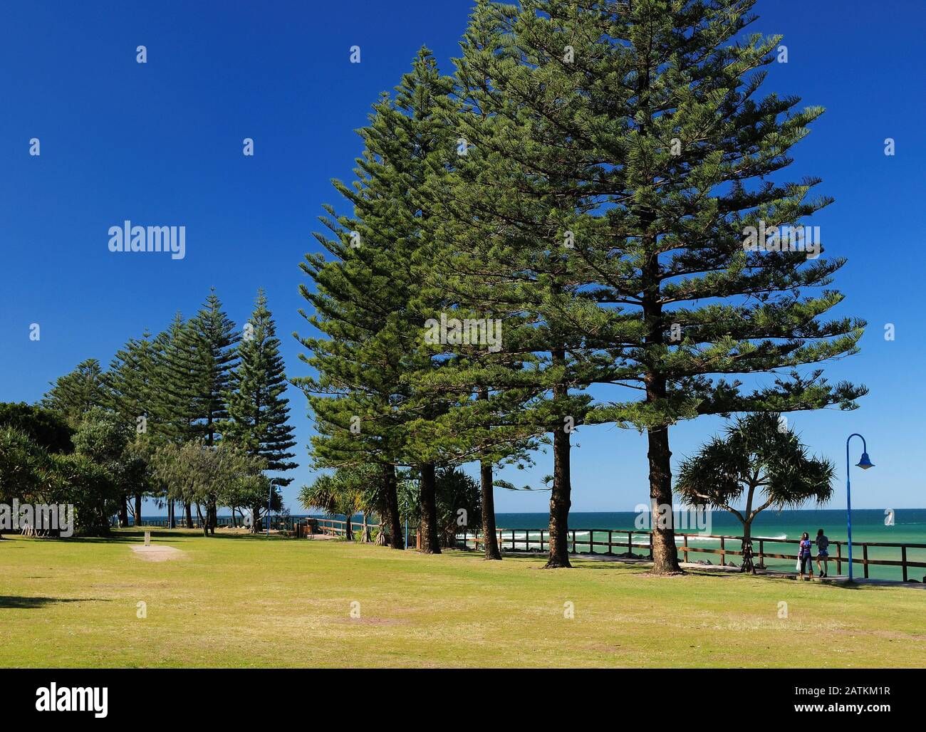 Conifers australia hi-res stock photography and images - Alamy