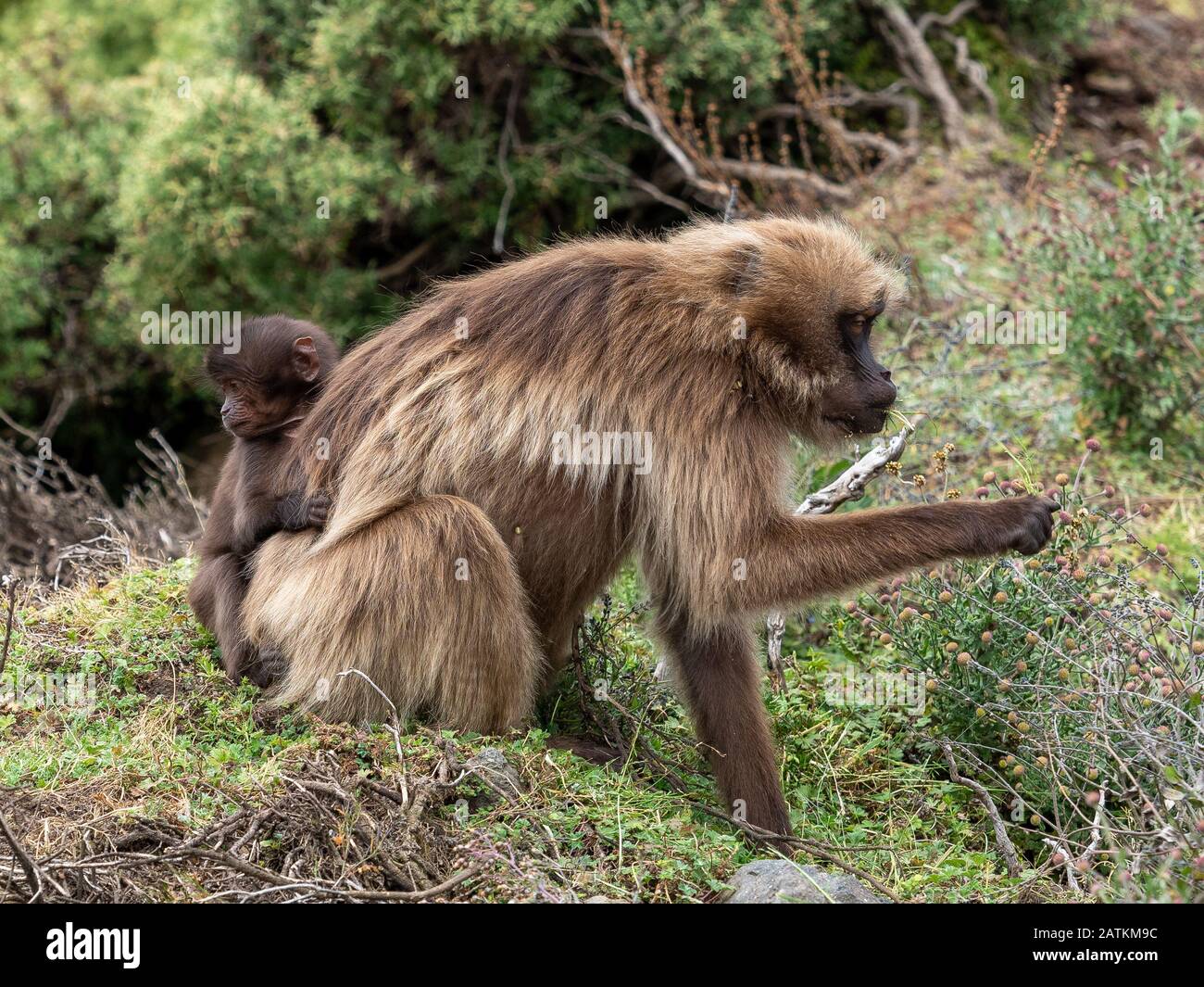 Geladas hi-res stock photography and images - Alamy