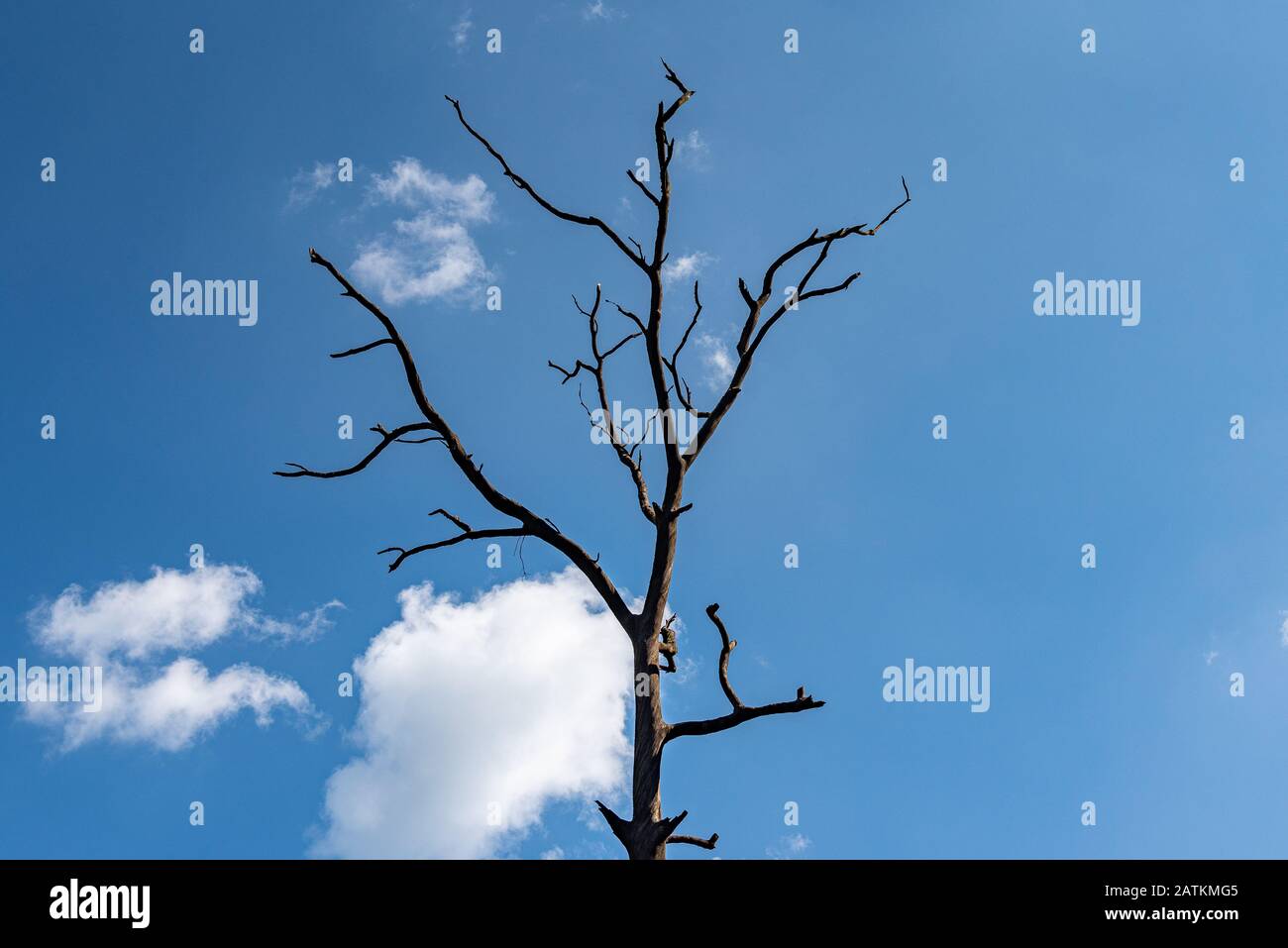 Dead tree at blue sky hi-res stock photography and images - Alamy