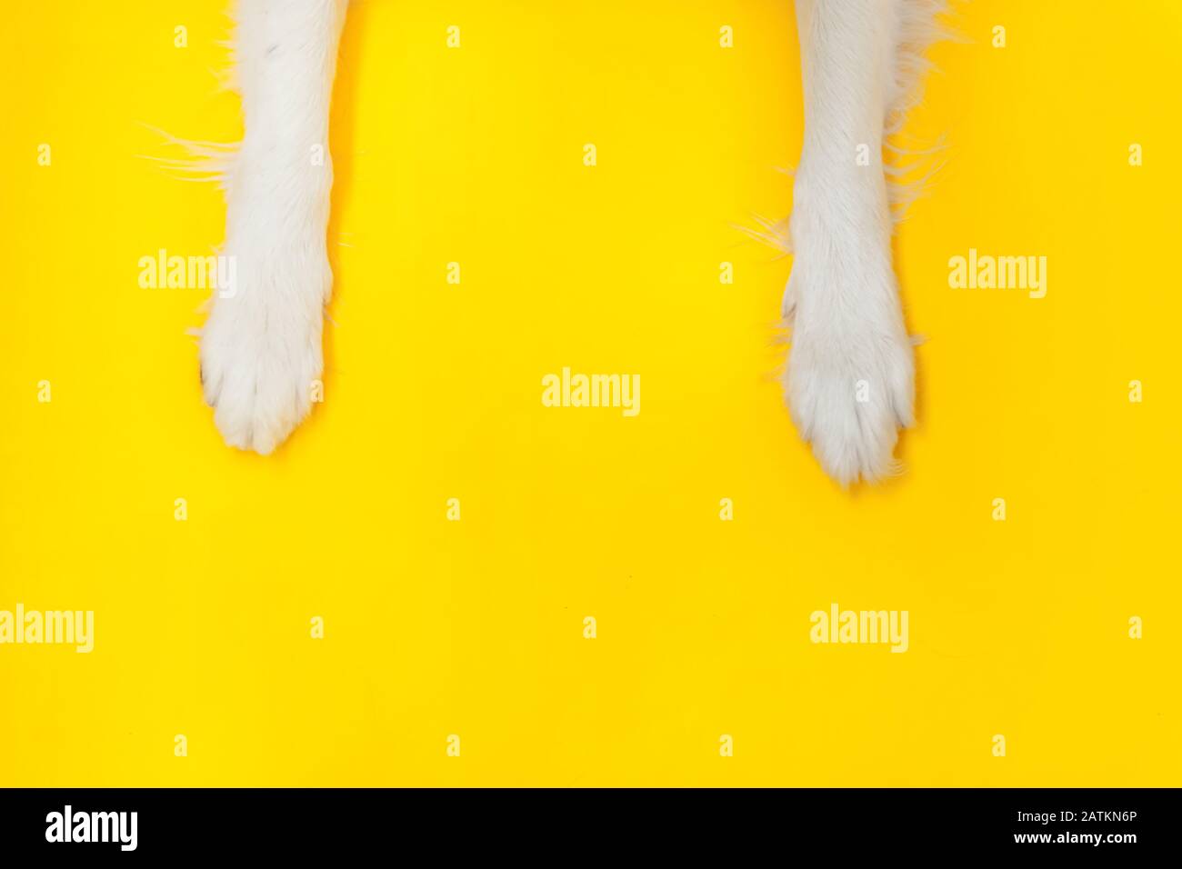 Funny puppy dog border collie paws close up isolated on yellow ...