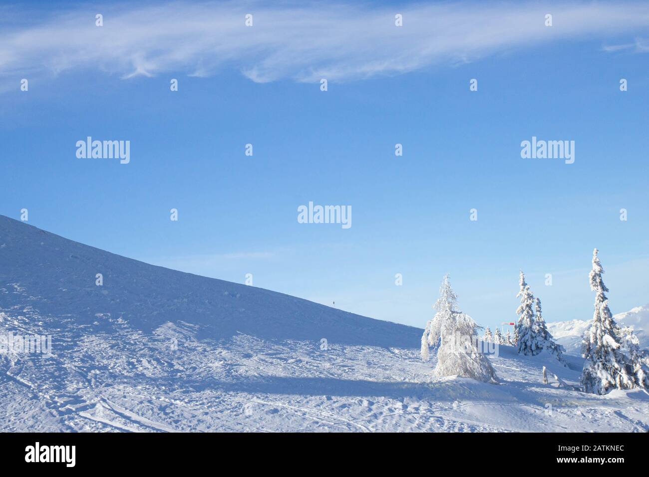 Pine trees covered with snow at austrian ski resort Stock Photo - Alamy