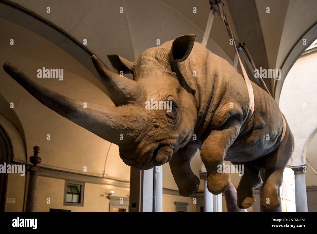 FLORENCE, ITALY - 26, MARCH, 2016: Wide angle picture of rhinoceros ...