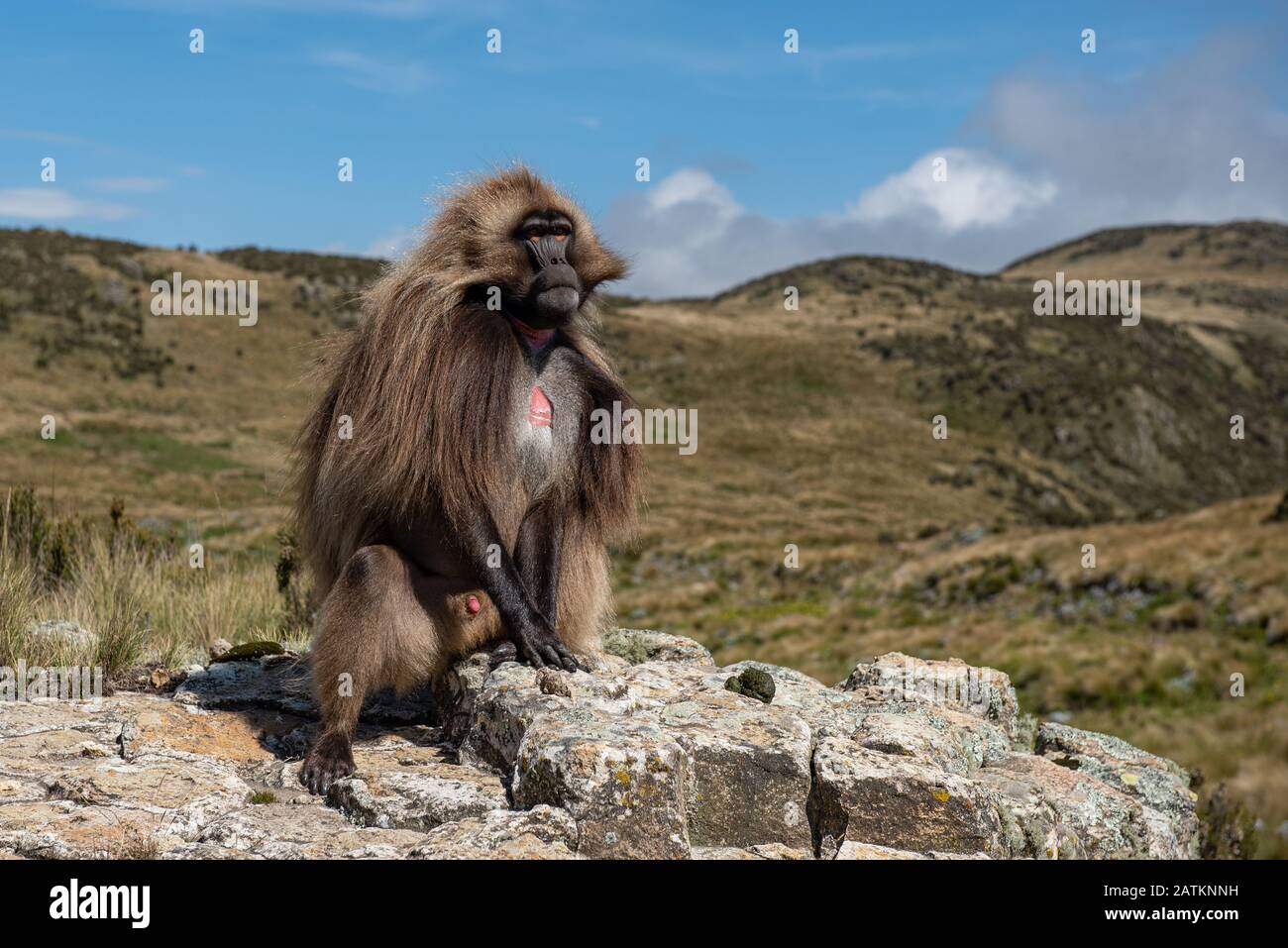Ethiopian baboon monkey hi-res stock photography and images - Alamy