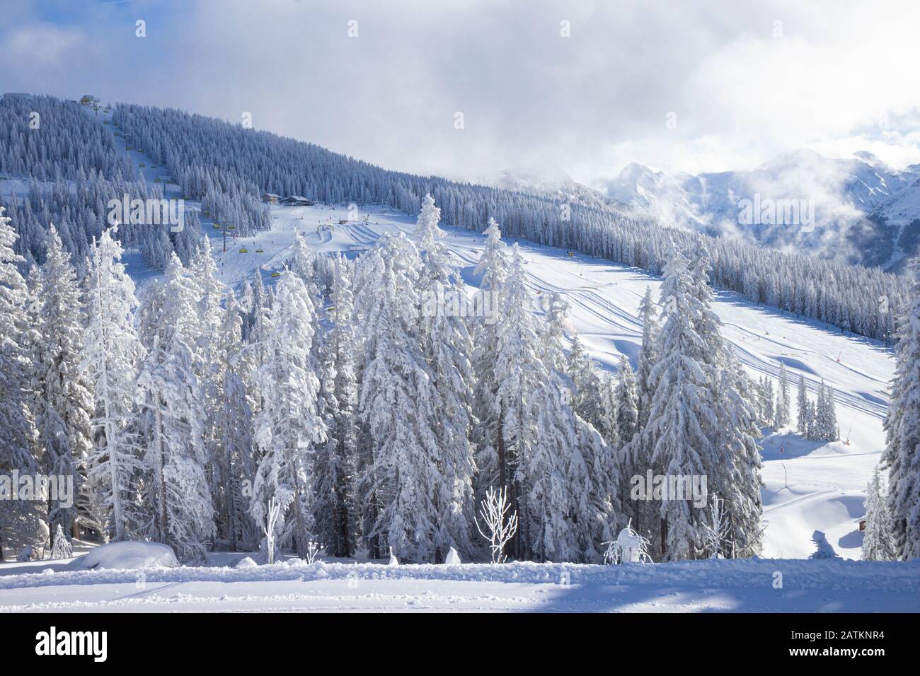 Pine trees covered with snow at austrian ski resort Stock Photo - Alamy