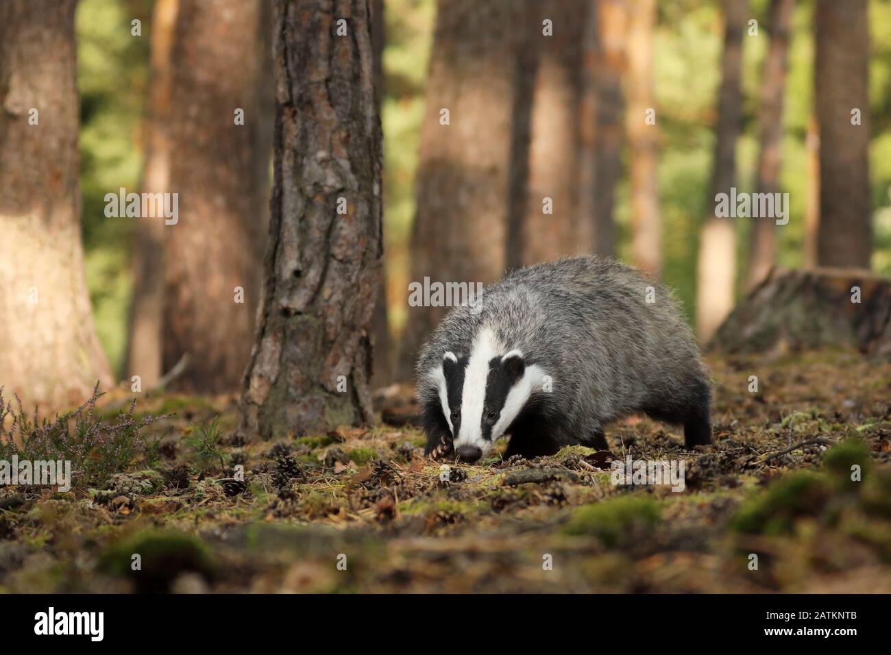 Meles meles, animal in wood. European badger sniffing in pine forest ...