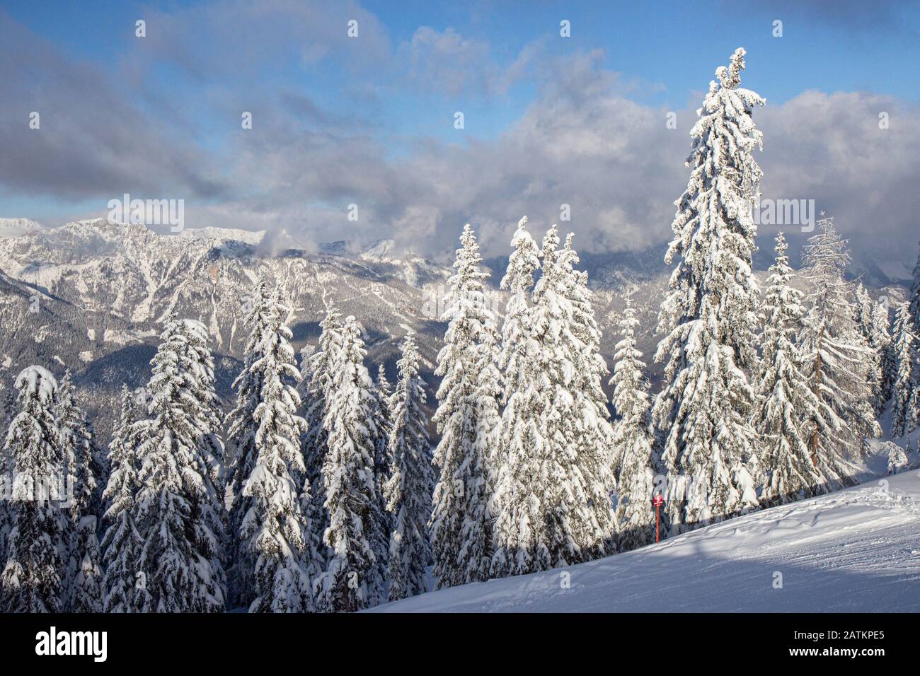 Pine trees covered with snow at austrian ski resort Stock Photo - Alamy