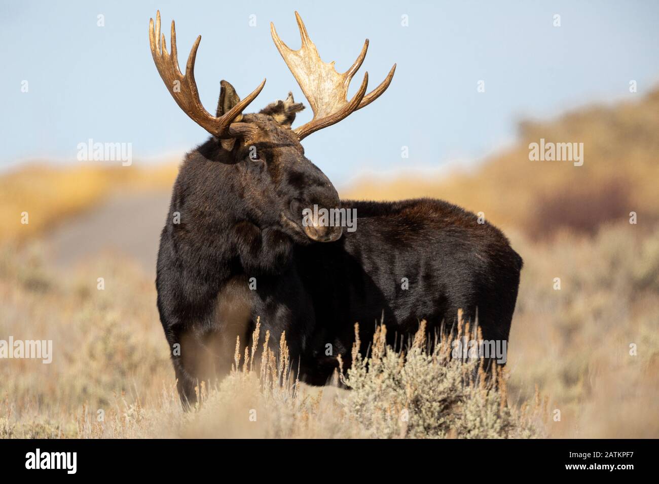 Moose grand teton national park hi-res stock photography and images - Alamy