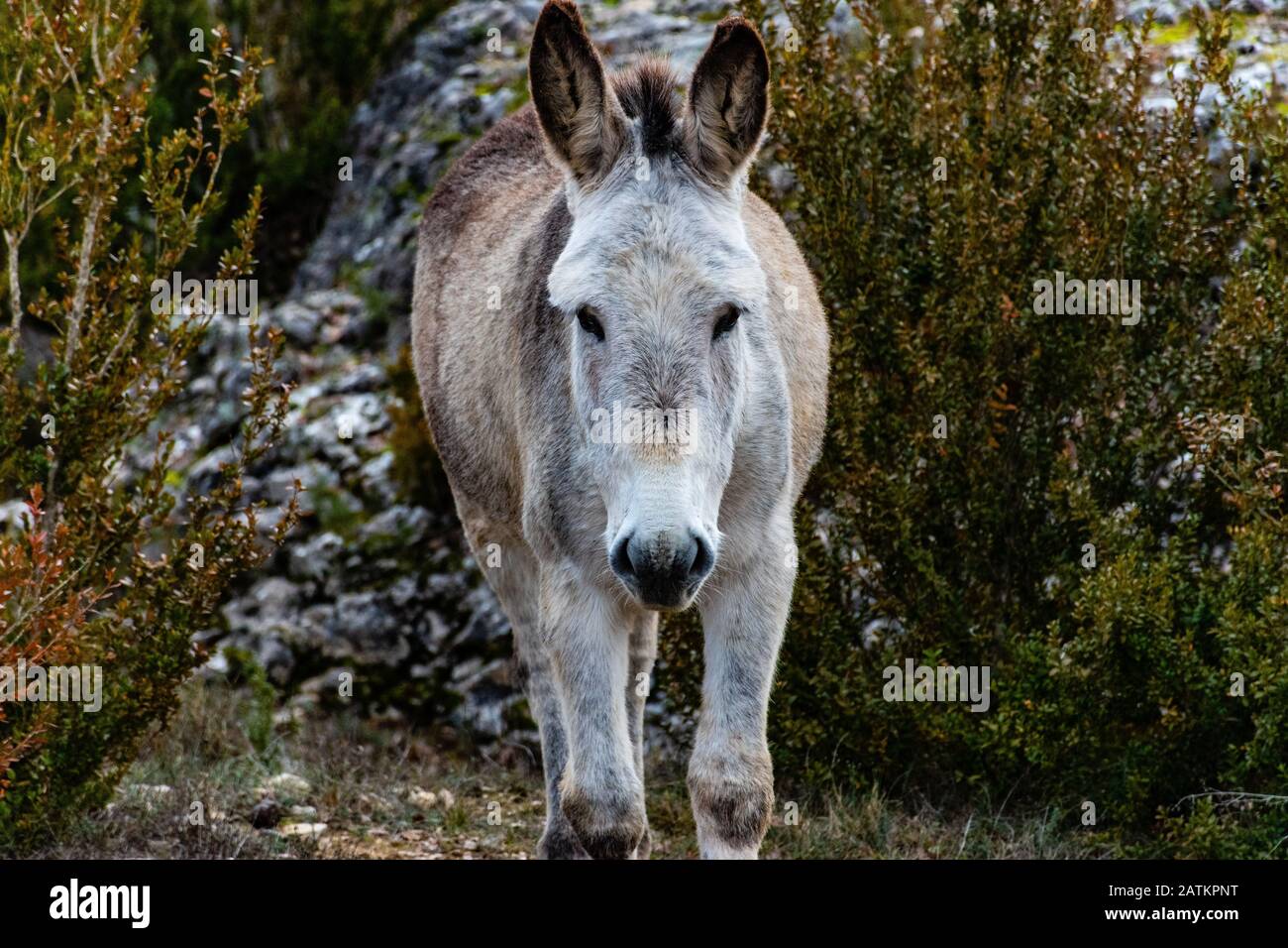 Staring donkey hi-res stock photography and images - Alamy